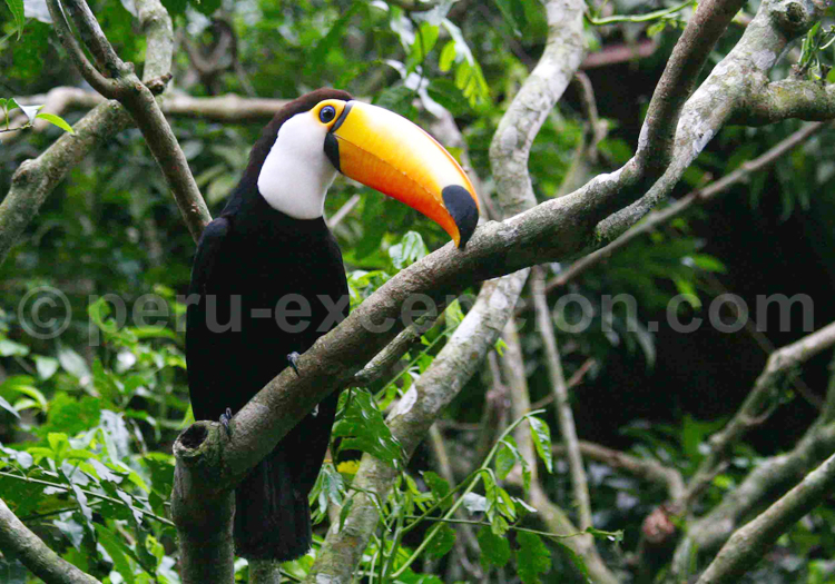 Faune aviaire : les oiseaux d'Amazonie du Pérou